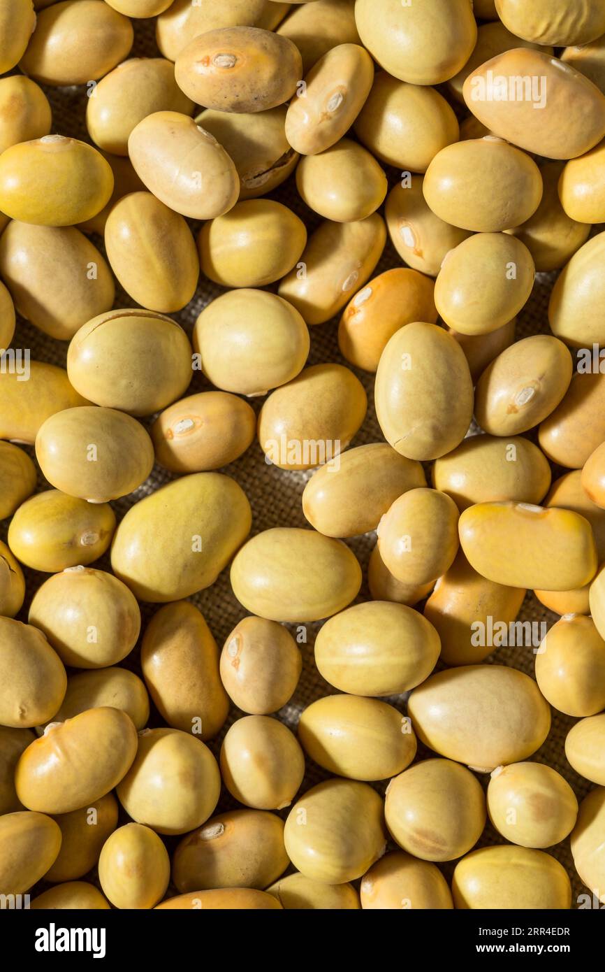 Mayacoba beans hi-res stock photography and images - Alamy