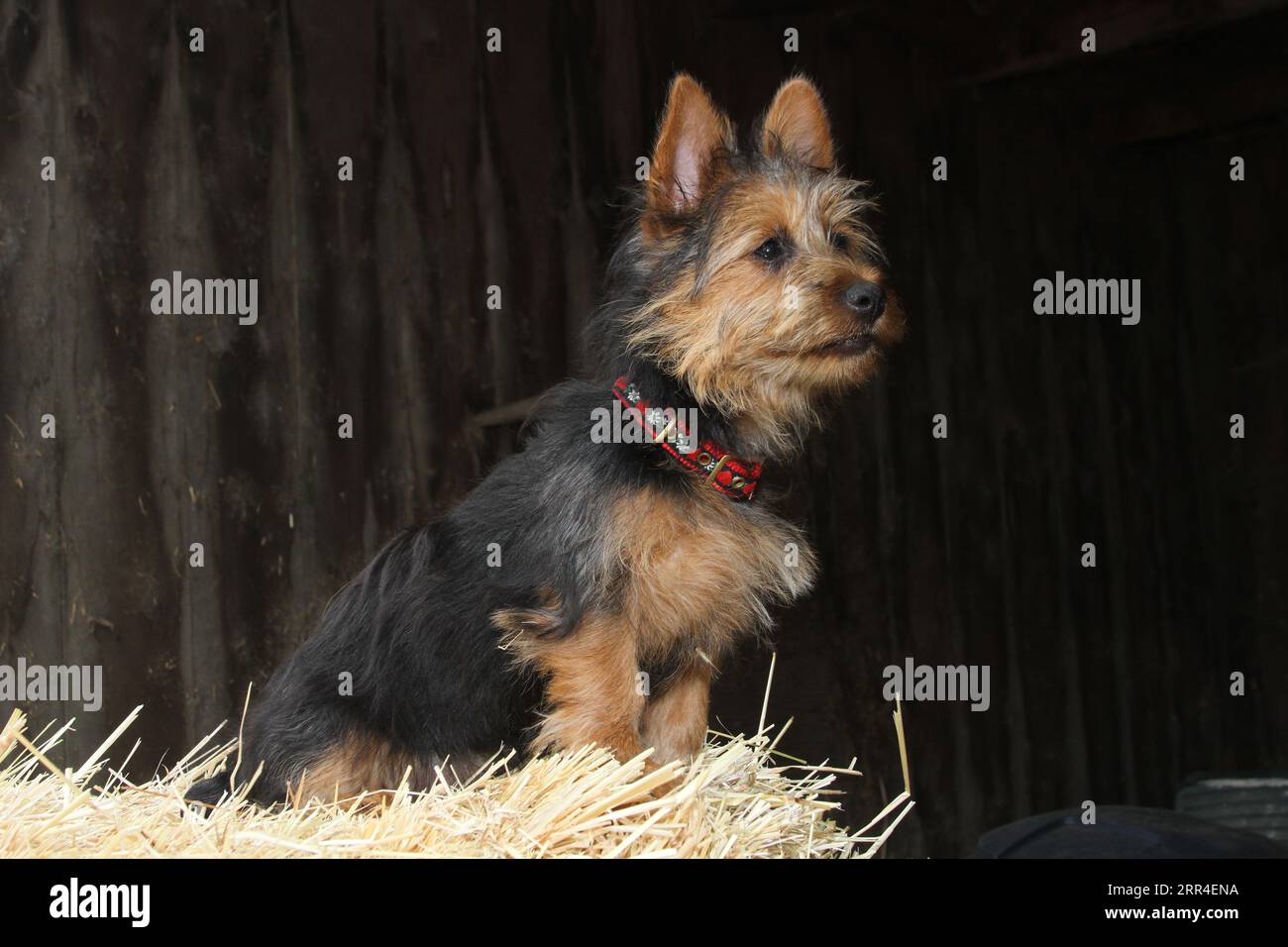 Australian barn hi-res stock photography and images - Alamy