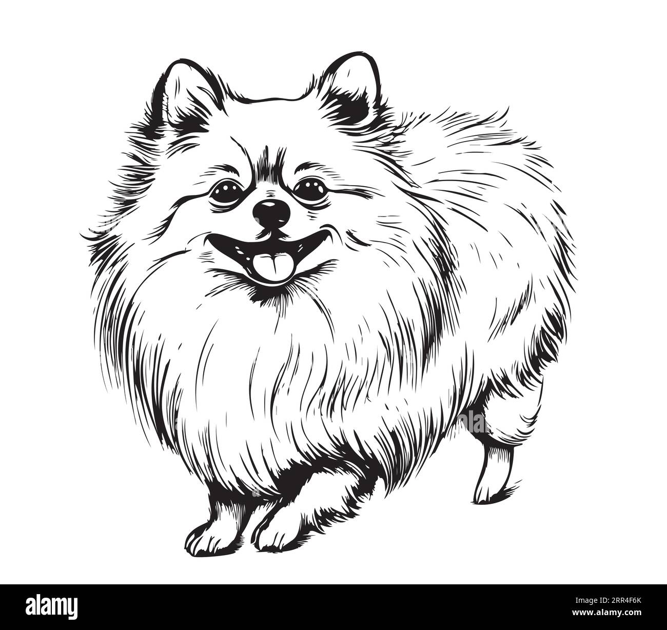 Cute pomeranian dog sketch hand drawn in graphics Animals pets Vector ...