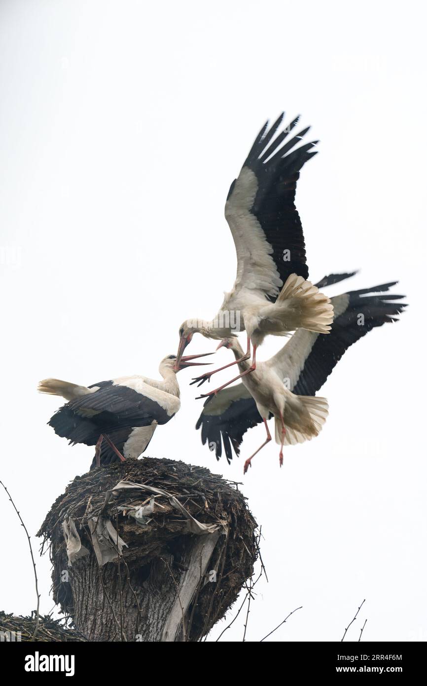 Orientology hi-res stock photography and images - Alamy