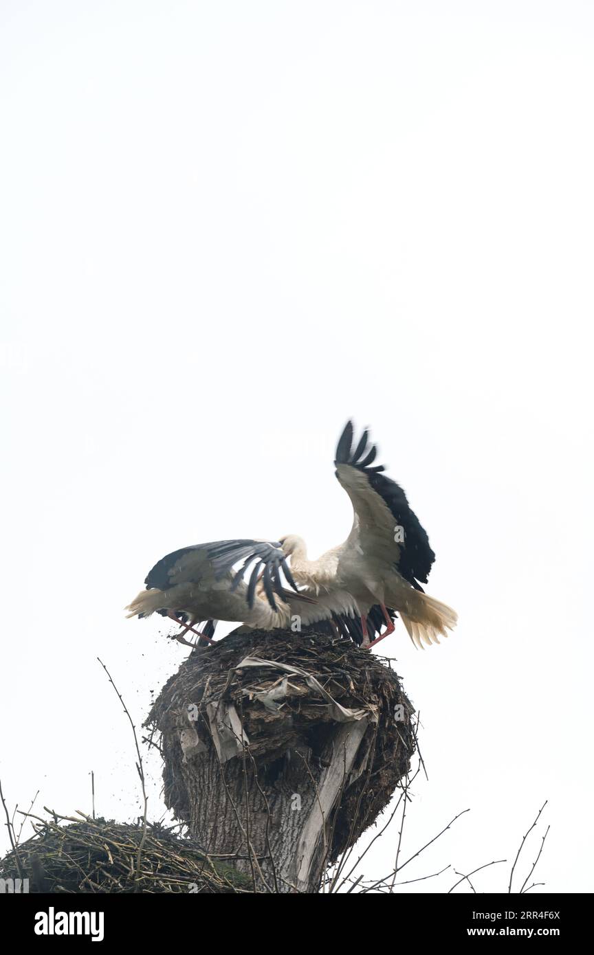 Birds fighting for a nest, storks fighting for a free nest on a tree ...