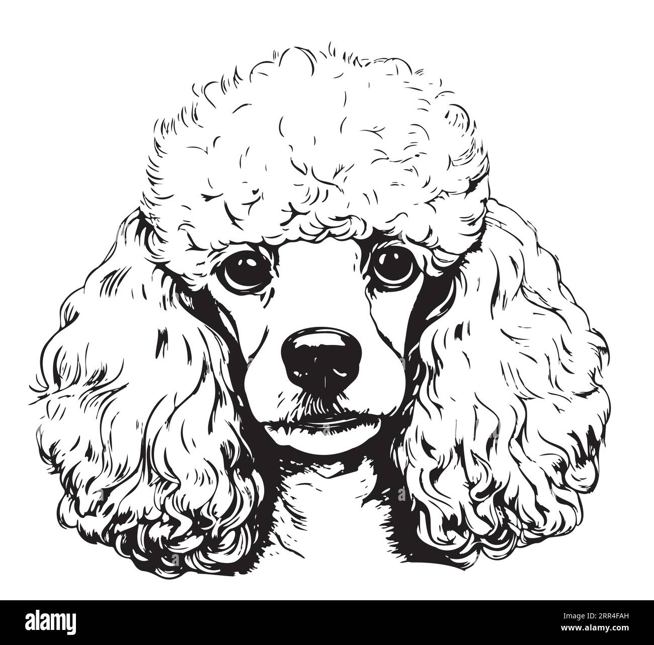 Cute poodle head dog sketch hand drawn in graphics Animals pets Vector ...