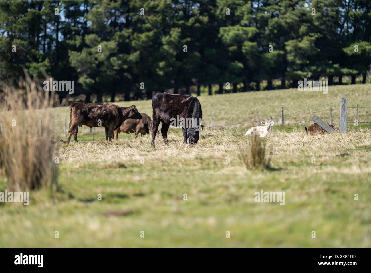 murray grey cows on a farm in america texas Stock Photo - Alamy