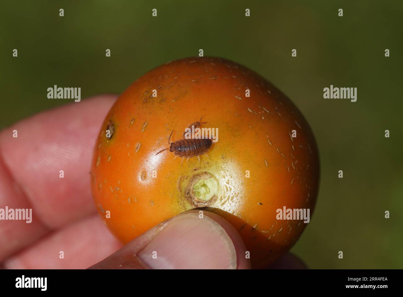 Common rough woodlice, rough woodlouse (Porcellio scaber), family ...