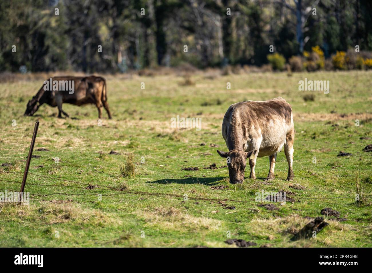 beef cows in a paddock free range in australia Stock Photo - Alamy