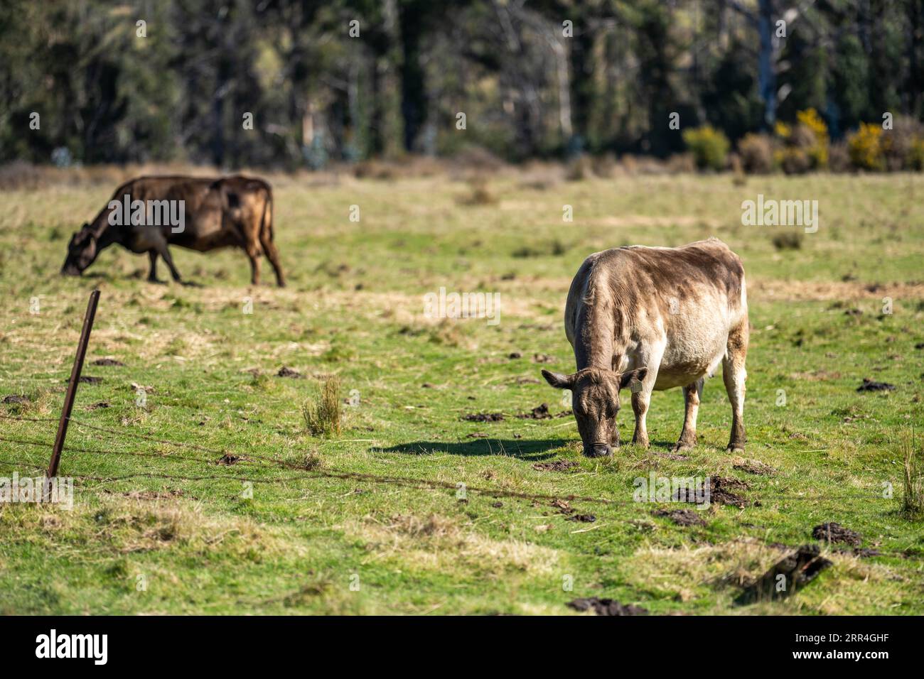 murray grey cows on a farm in america texas Stock Photo - Alamy