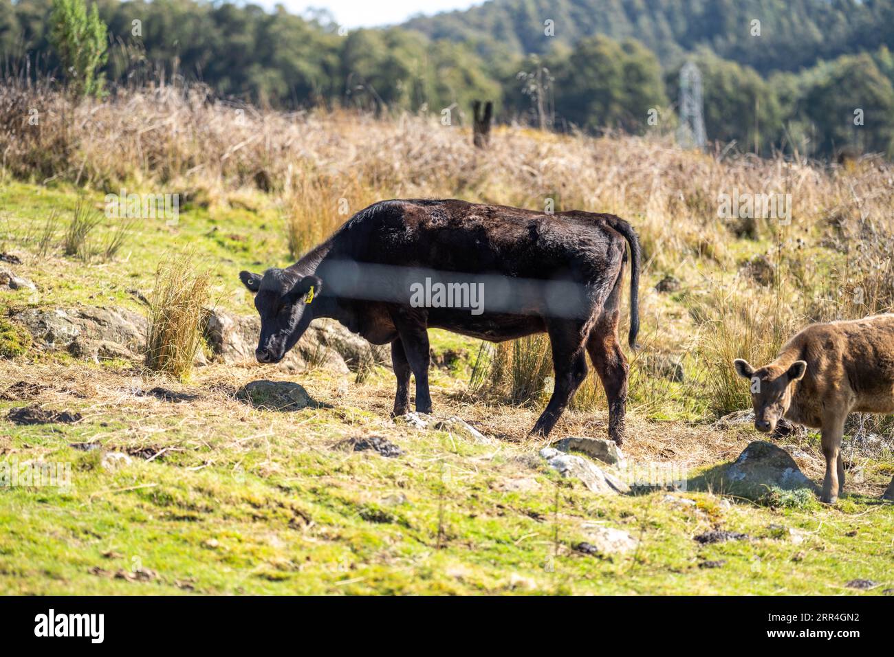 murray grey cows on a farm in america texas Stock Photo - Alamy