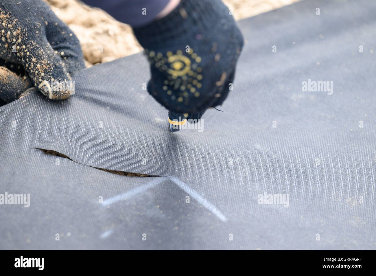 A man cuts the black agrofiber along the mark, the agrofiber covers the ...