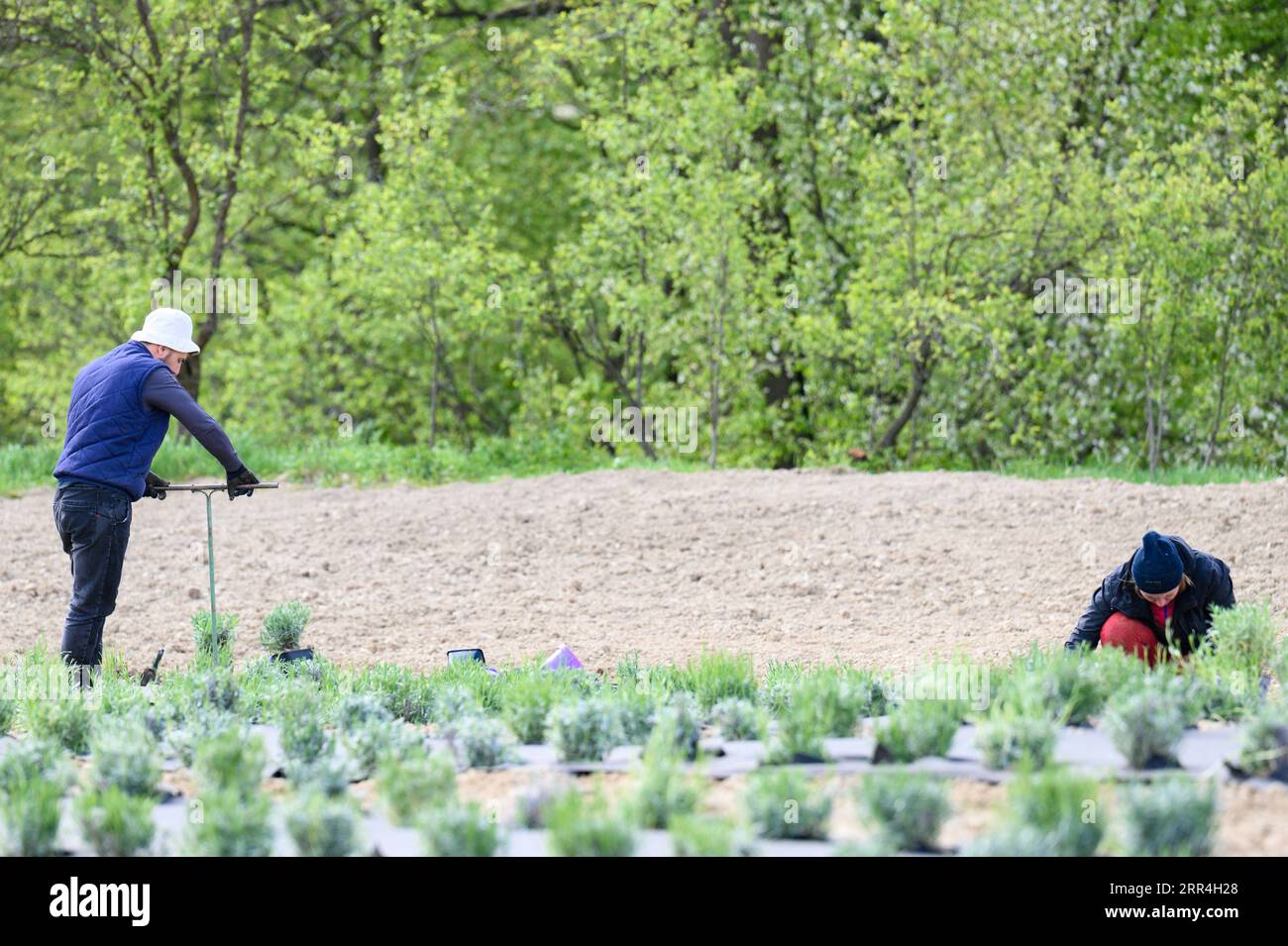 Couple of people planting lavender in field, lavender field and workers ...