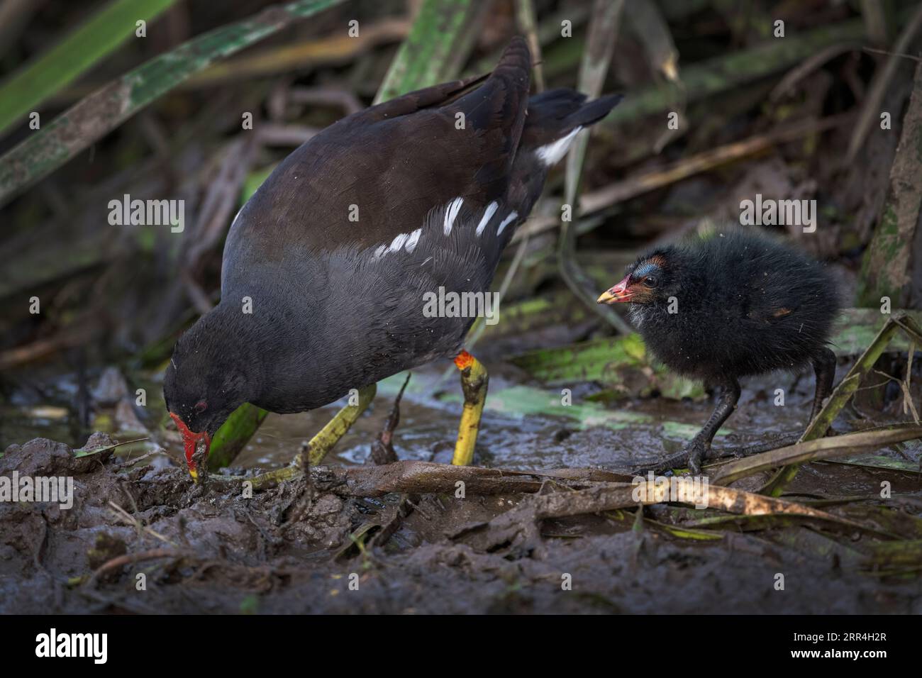 Moorhen showing her chick how to find food in the mud Stock Photo - Alamy