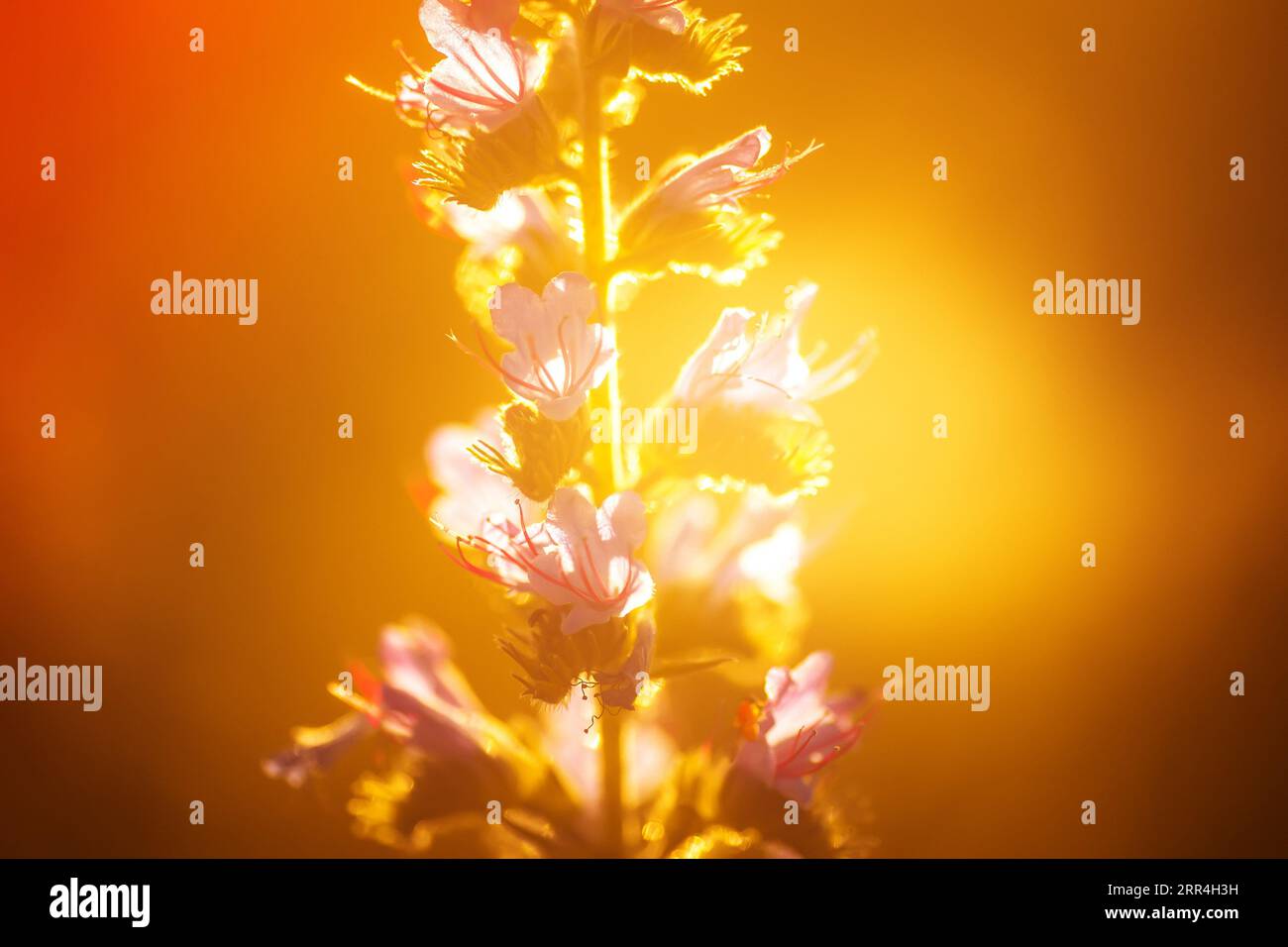 Blue melliferous flowers of Echium vulgare viper's bugloss and blueweed ...