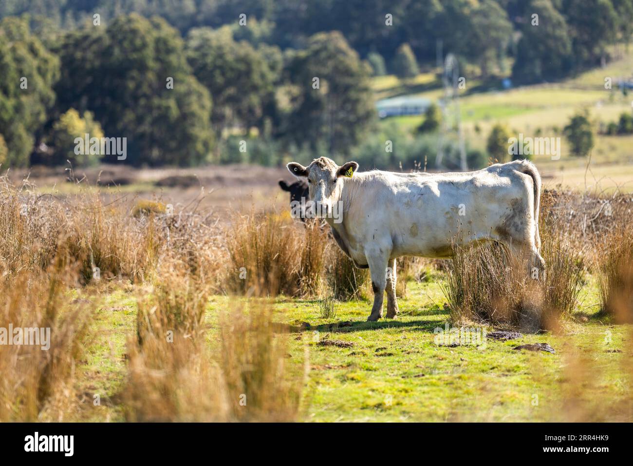murray grey cows on a farm in america texas Stock Photo - Alamy