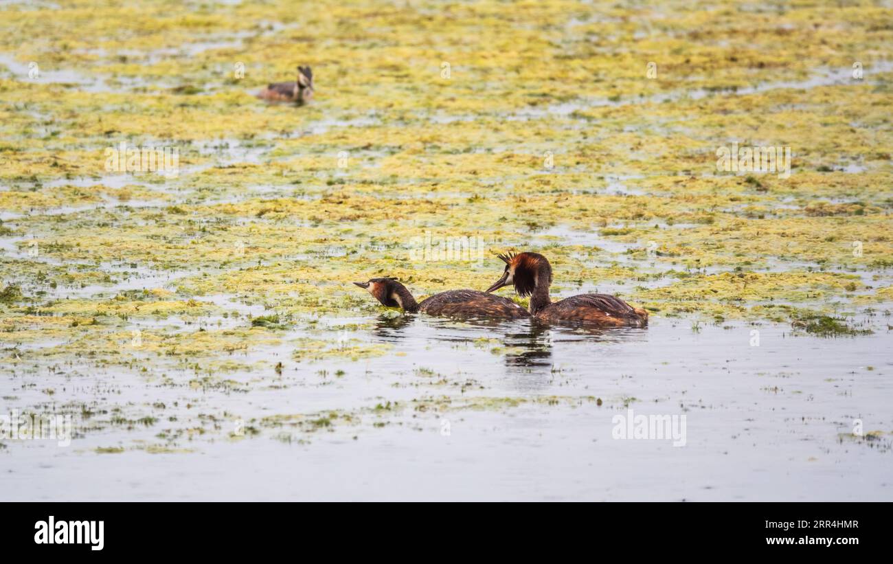 Mating games of two water birds Great Crested Grebes. Two waterfowl ...