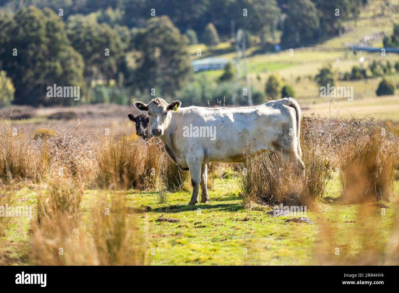 beef cows in a paddock free range in australia Stock Photo - Alamy