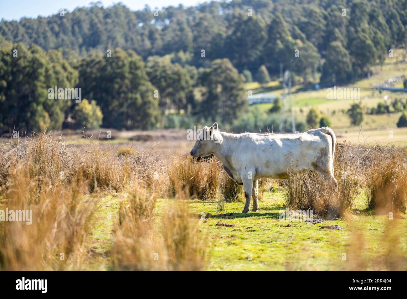 beef cows in a paddock free range in australia Stock Photo - Alamy