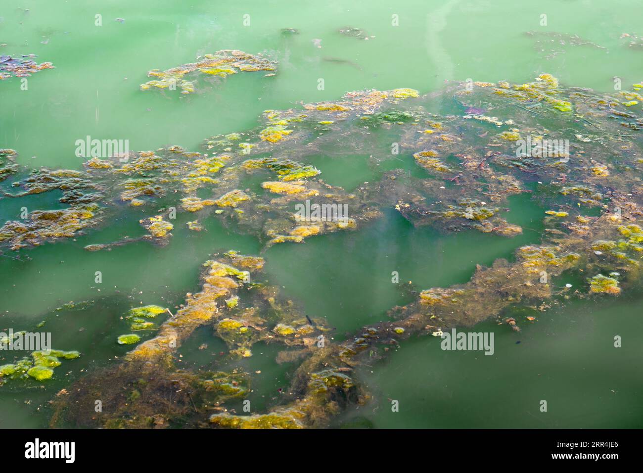 Green algae organism (Cyanobacteria) bloom in polluted river water ...