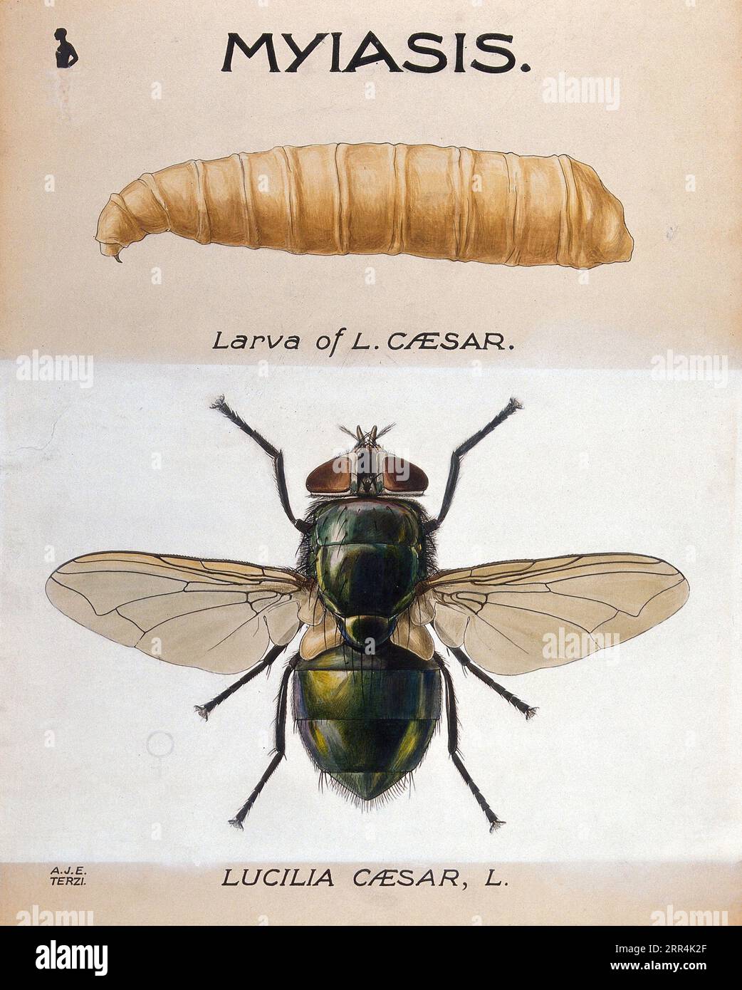 Calliphoridae Life Cycle