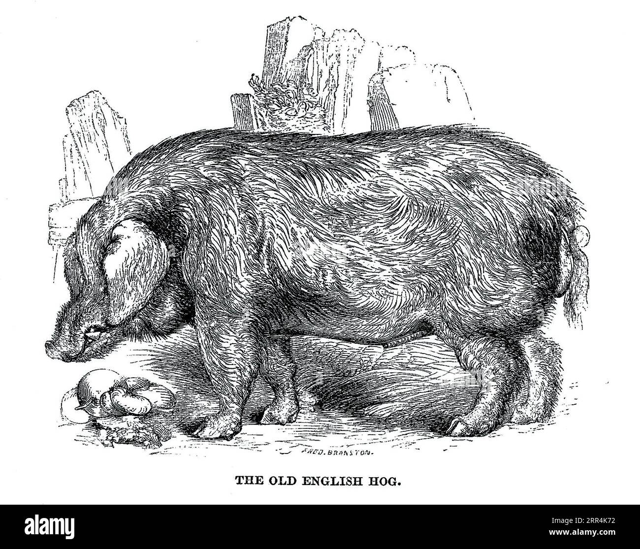 English black pig Cut Out Stock Images & Pictures - Alamy