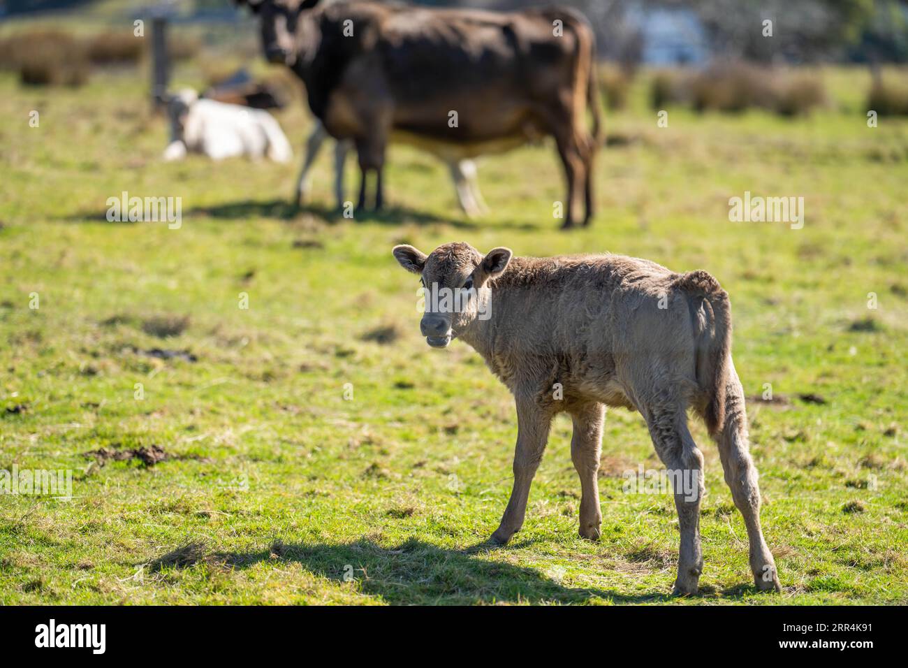 beef cows in a paddock free range in australia Stock Photo - Alamy
