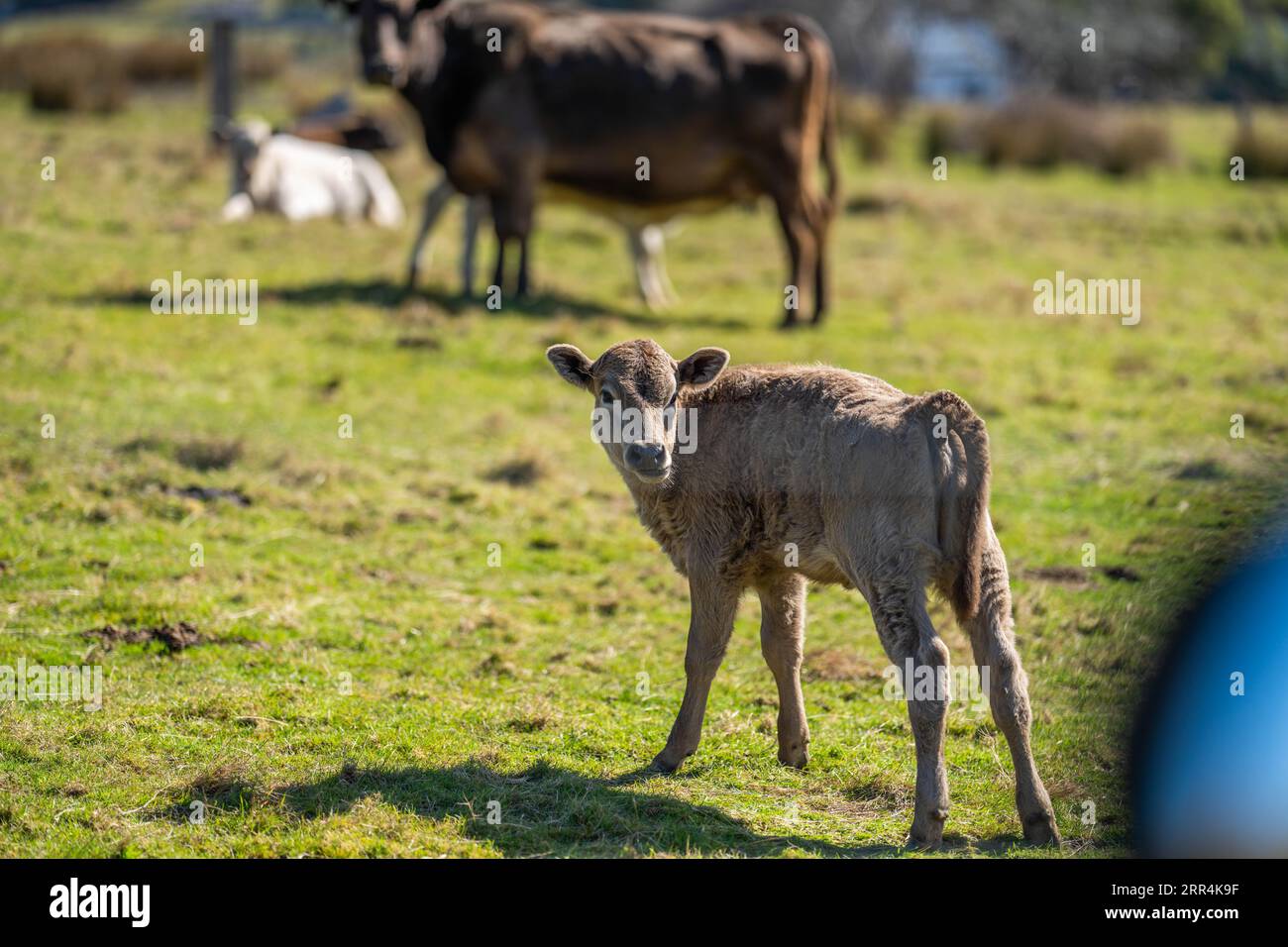 beef cows in a paddock free range in australia Stock Photo - Alamy