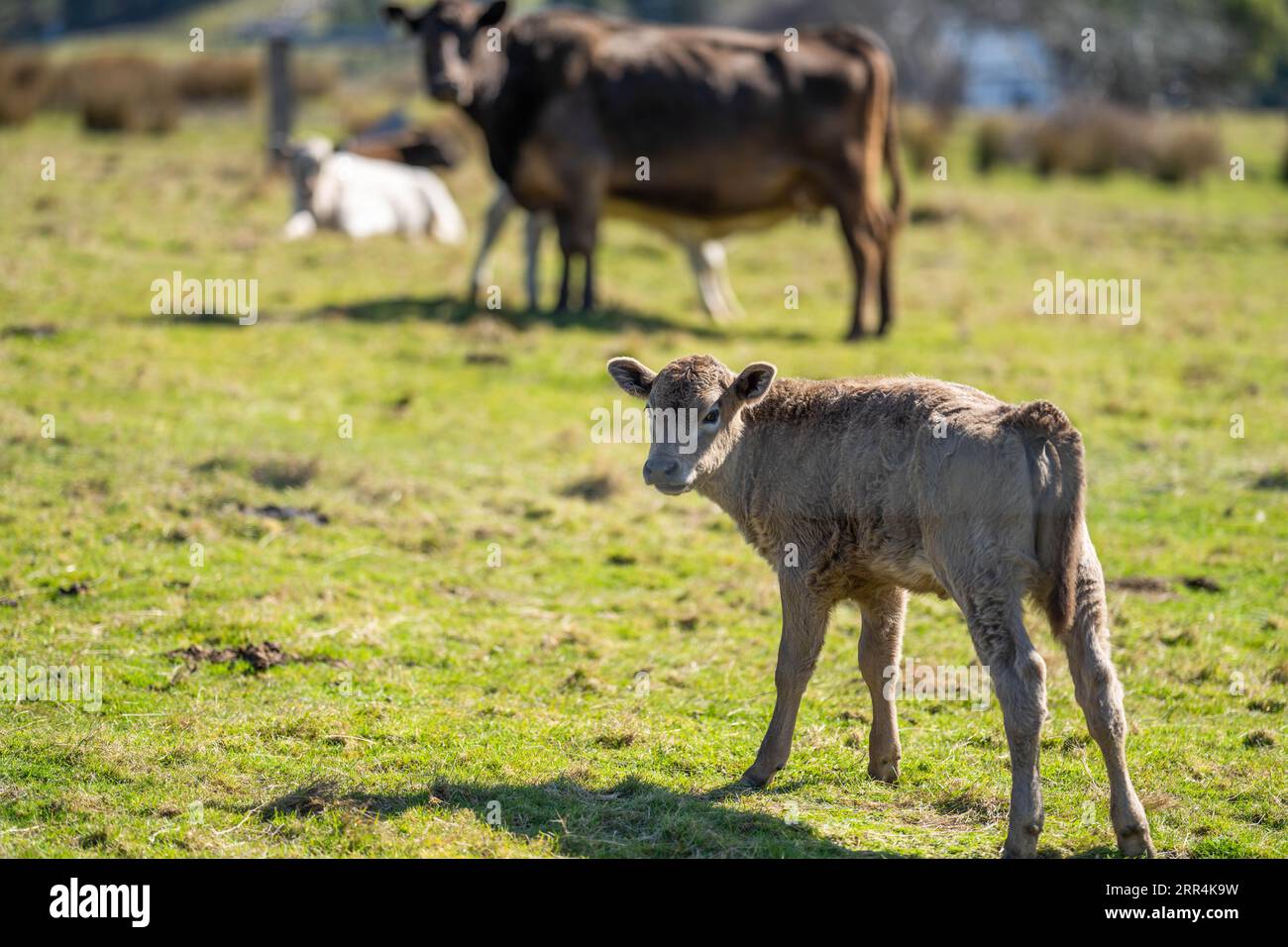 murray grey cows on a farm in america texas Stock Photo - Alamy