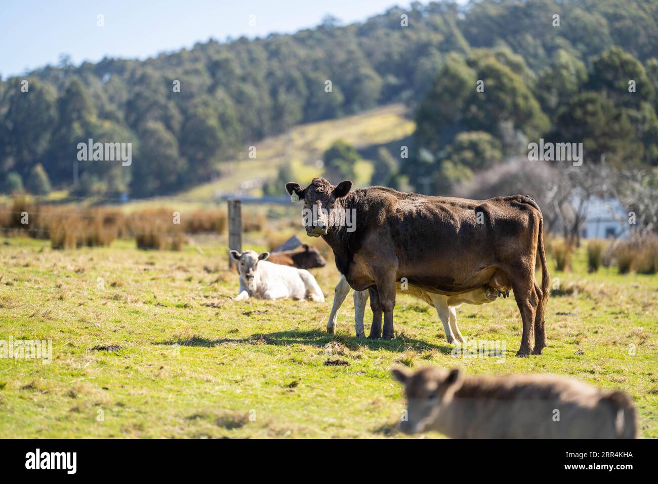 murray grey cows on a farm in america texas Stock Photo - Alamy