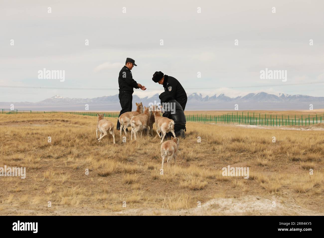 China qingai hoh hi-res stock photography and images - Alamy