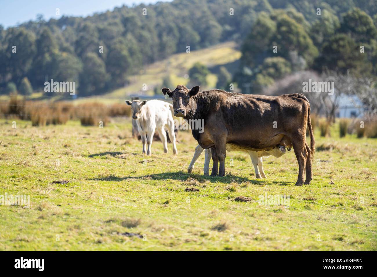 beef cows in a paddock free range in australia Stock Photo - Alamy