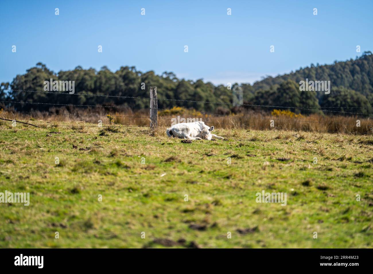 beef cows in a paddock free range in australia Stock Photo - Alamy