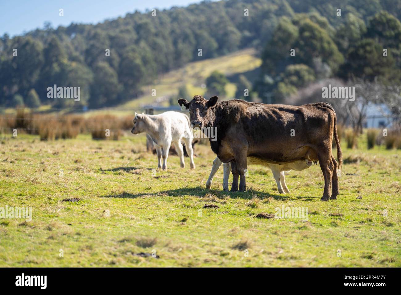 murray grey cows on a farm in america texas Stock Photo - Alamy