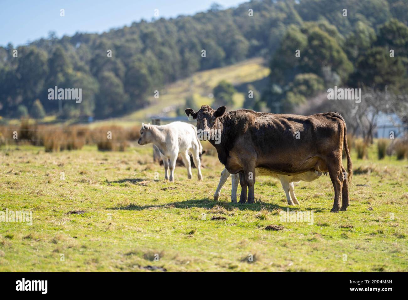 beef cows in a paddock free range in australia Stock Photo - Alamy