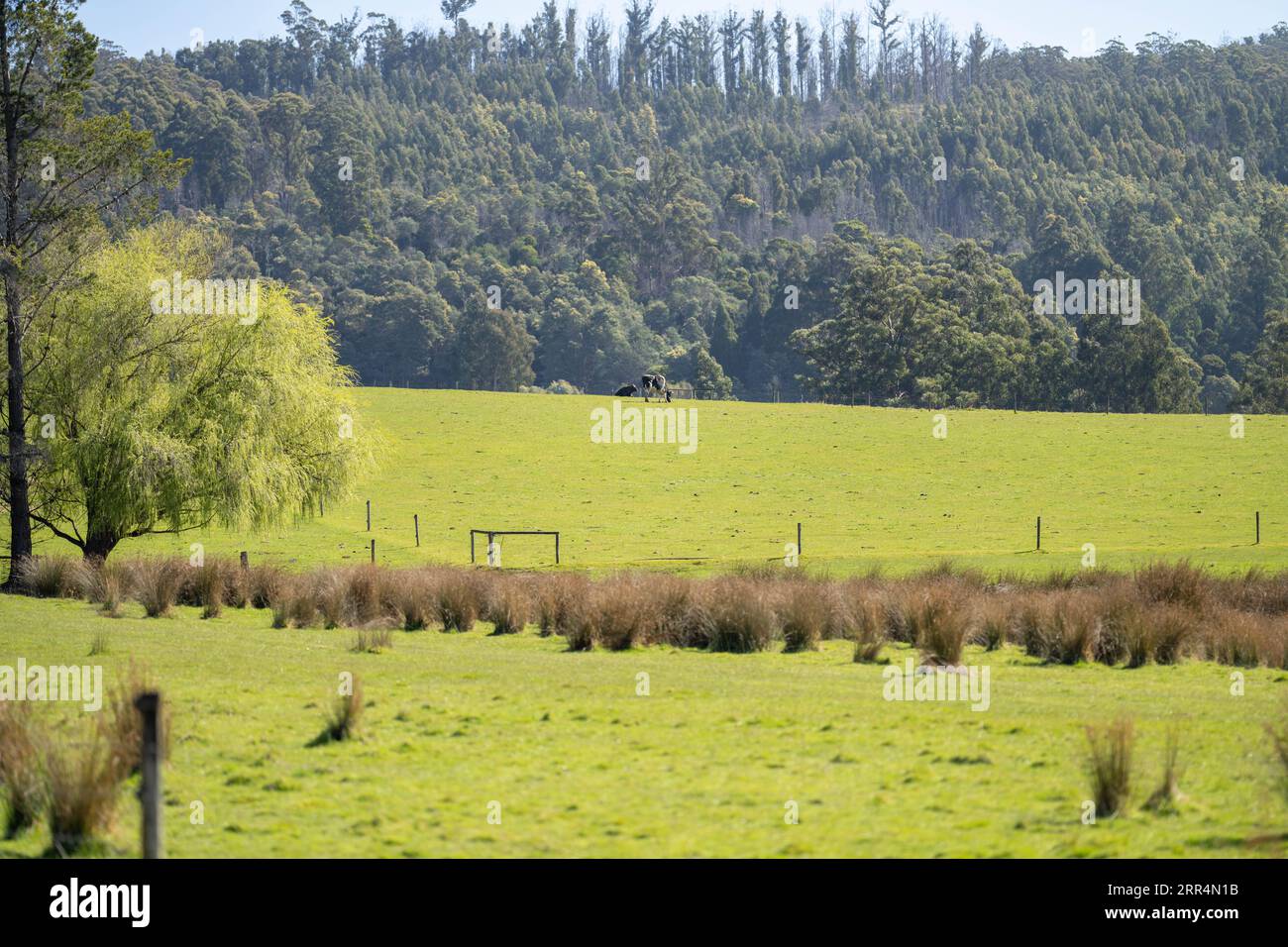 beef cows in a paddock free range in australia Stock Photo - Alamy