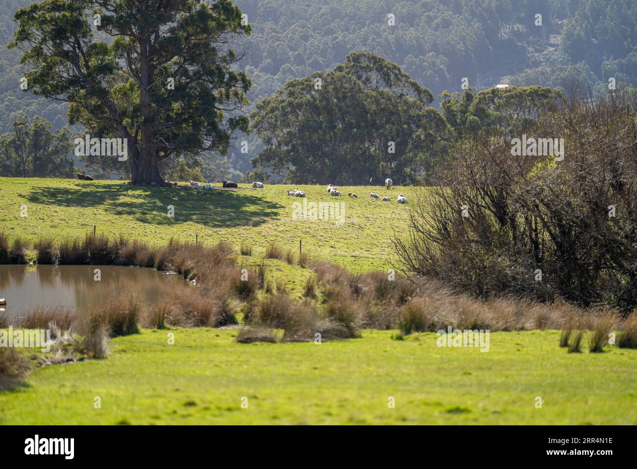 beef cows in a paddock free range in australia Stock Photo - Alamy