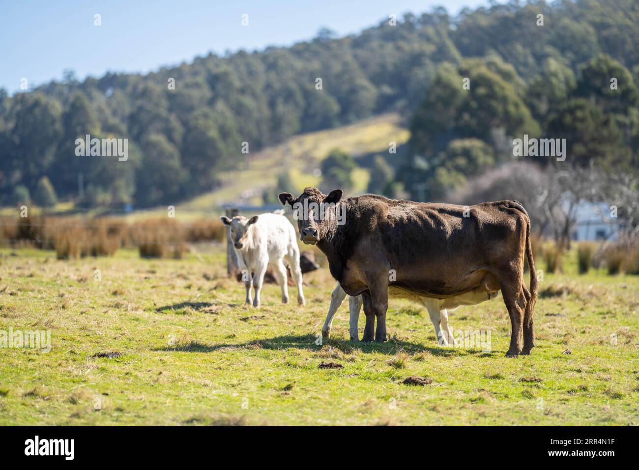 beef cows in a paddock free range in australia Stock Photo - Alamy