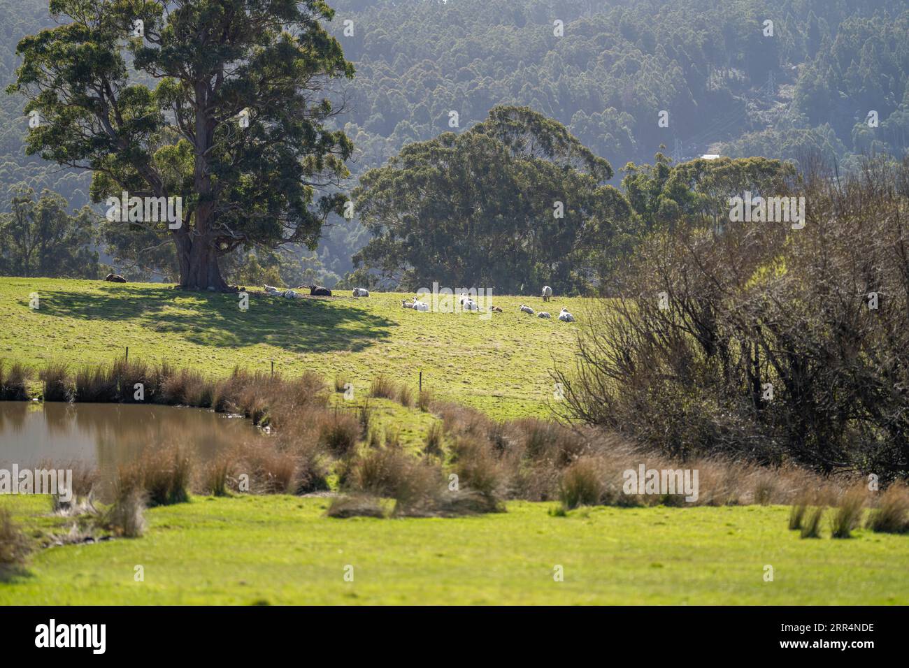beef cows in a paddock free range in australia Stock Photo - Alamy