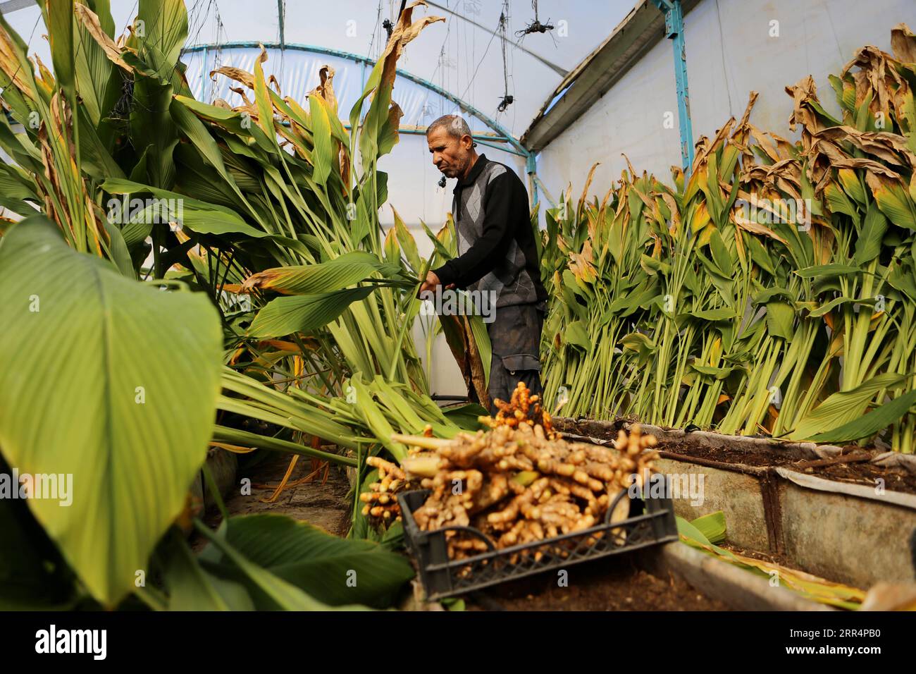 Beit lahia northern gaza strip hi-res stock photography and images - Alamy