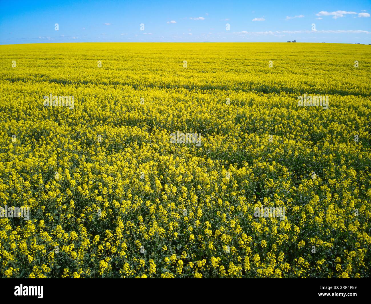 A canola field in Victoria Australia showing yellow flowers and a blue ...