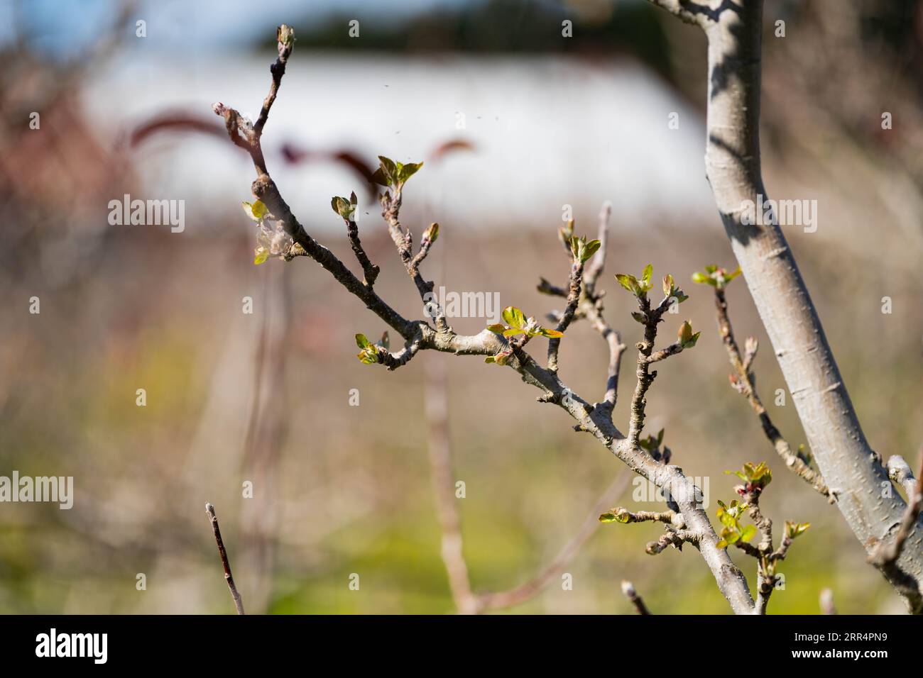 apple orchard getting new leaves in spring in australia Stock Photo - Alamy