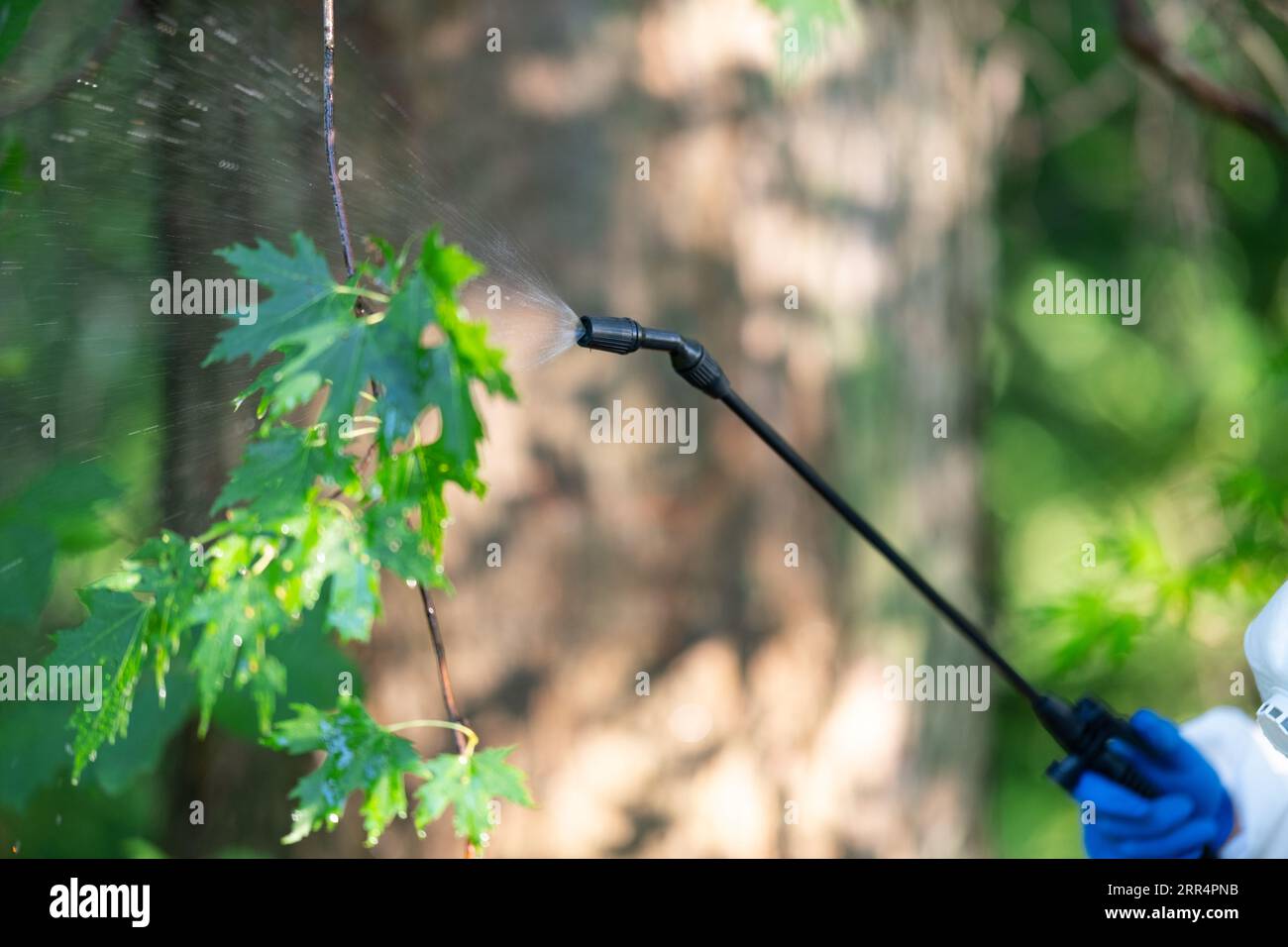 Person spraying pesticide in park hi-res stock photography and images ...