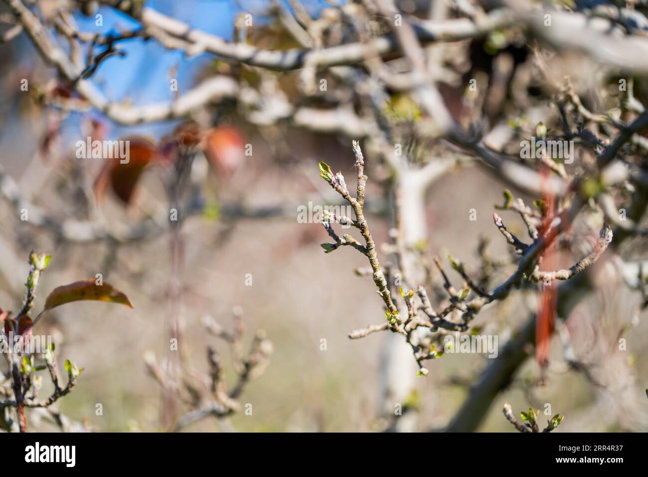 apple orchard getting new leaves in spring in australia Stock Photo - Alamy