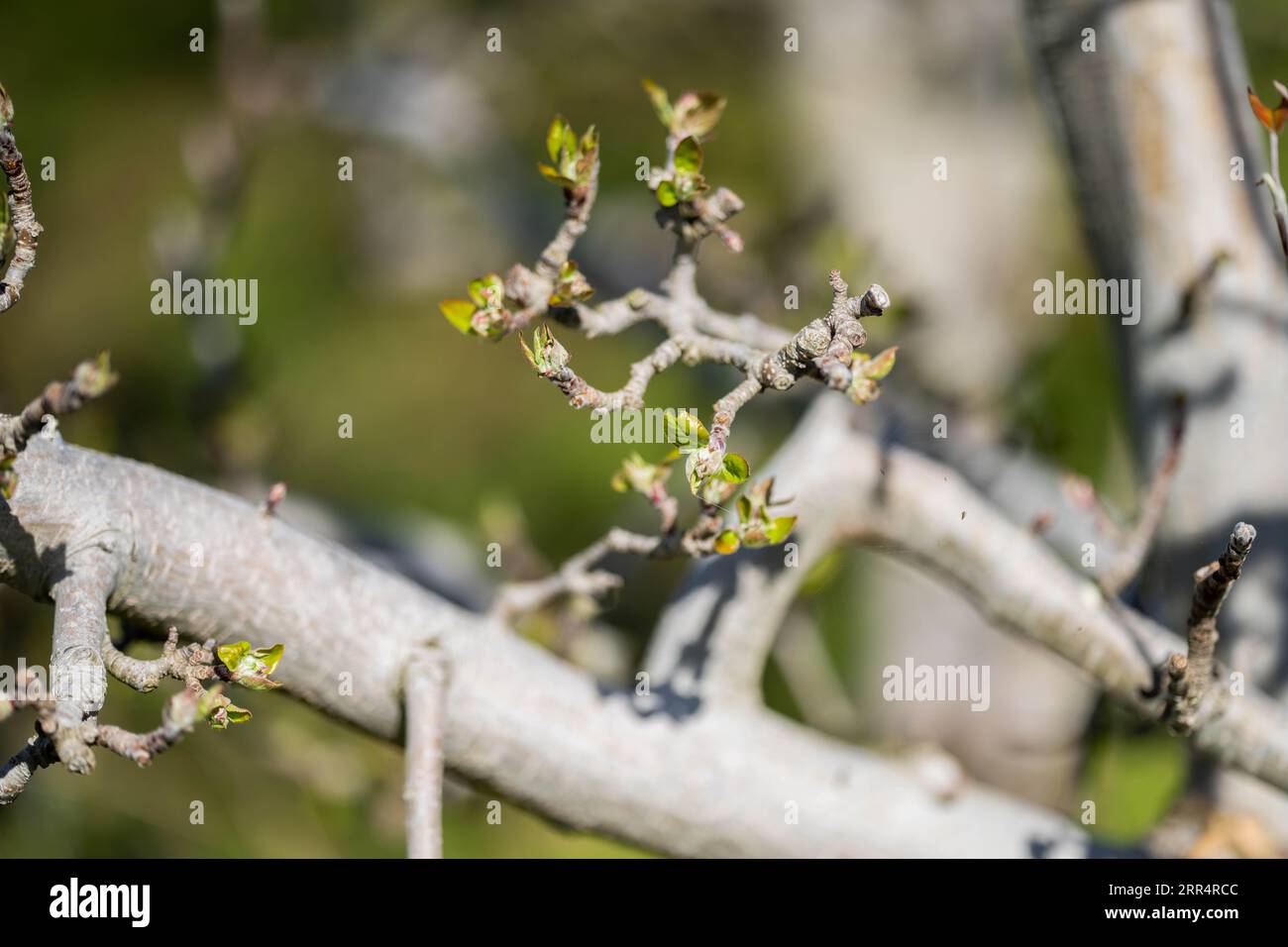 apple orchard getting new leaves in spring in australia Stock Photo - Alamy