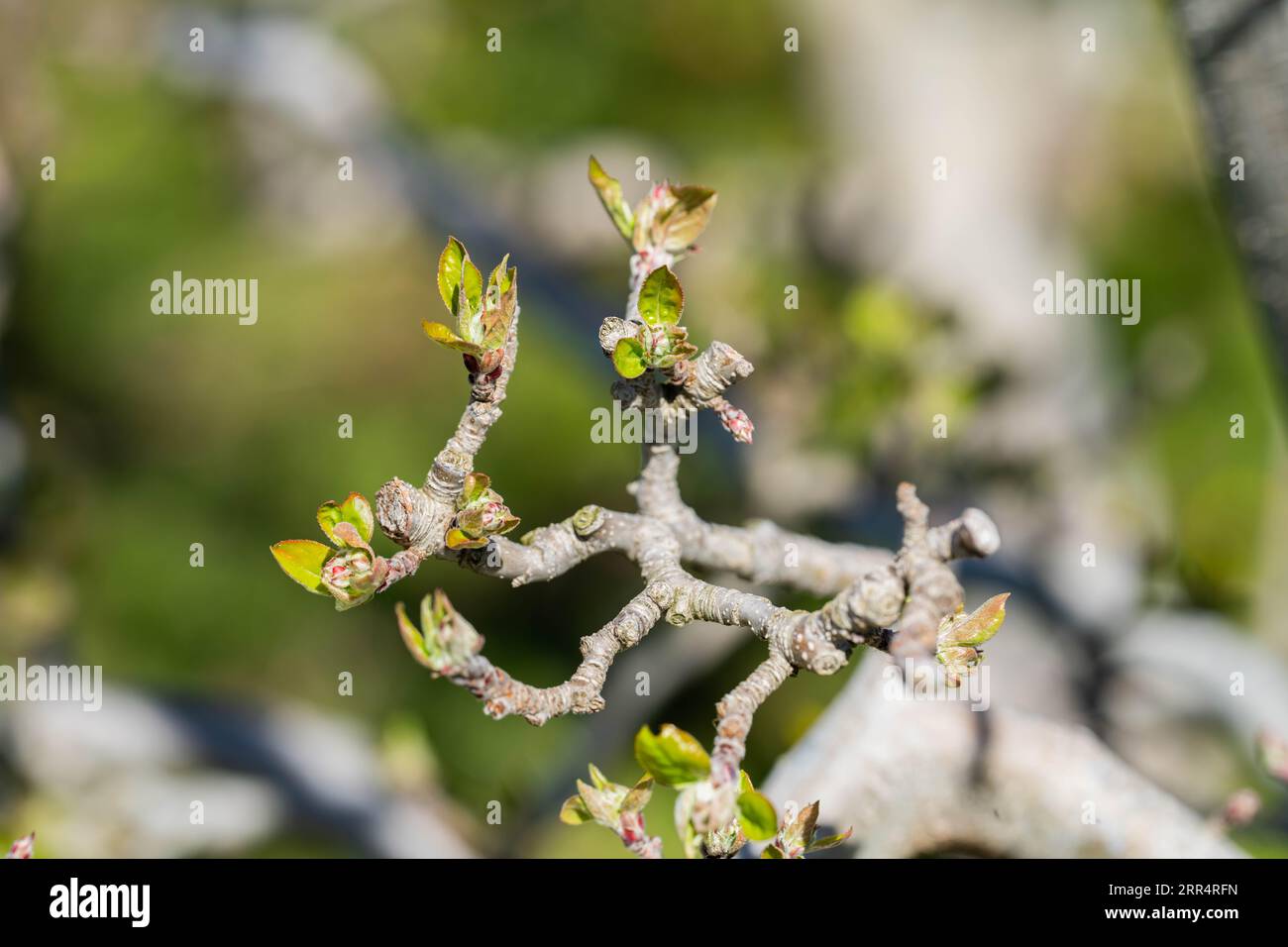 apple orchard getting new leaves in spring in australia Stock Photo - Alamy