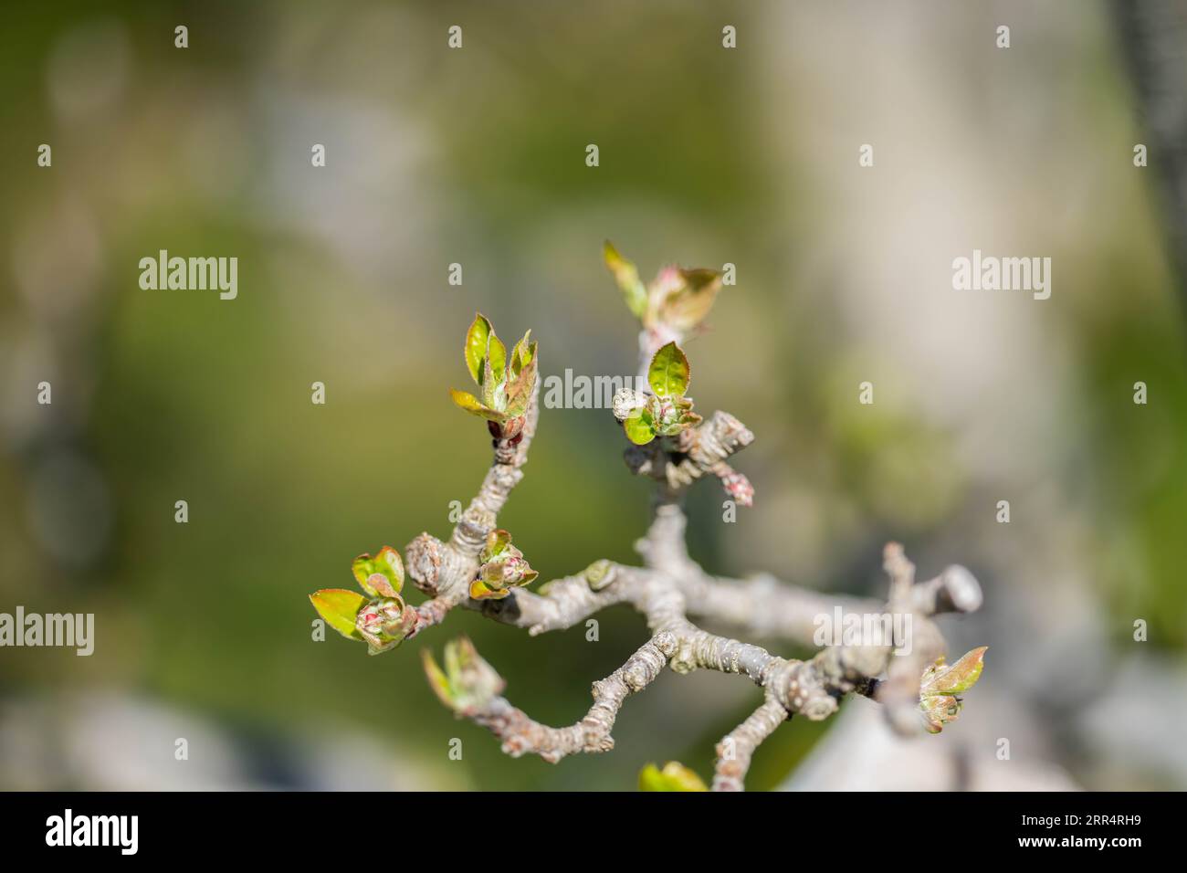 apple orchard getting new leaves in spring in australia Stock Photo - Alamy