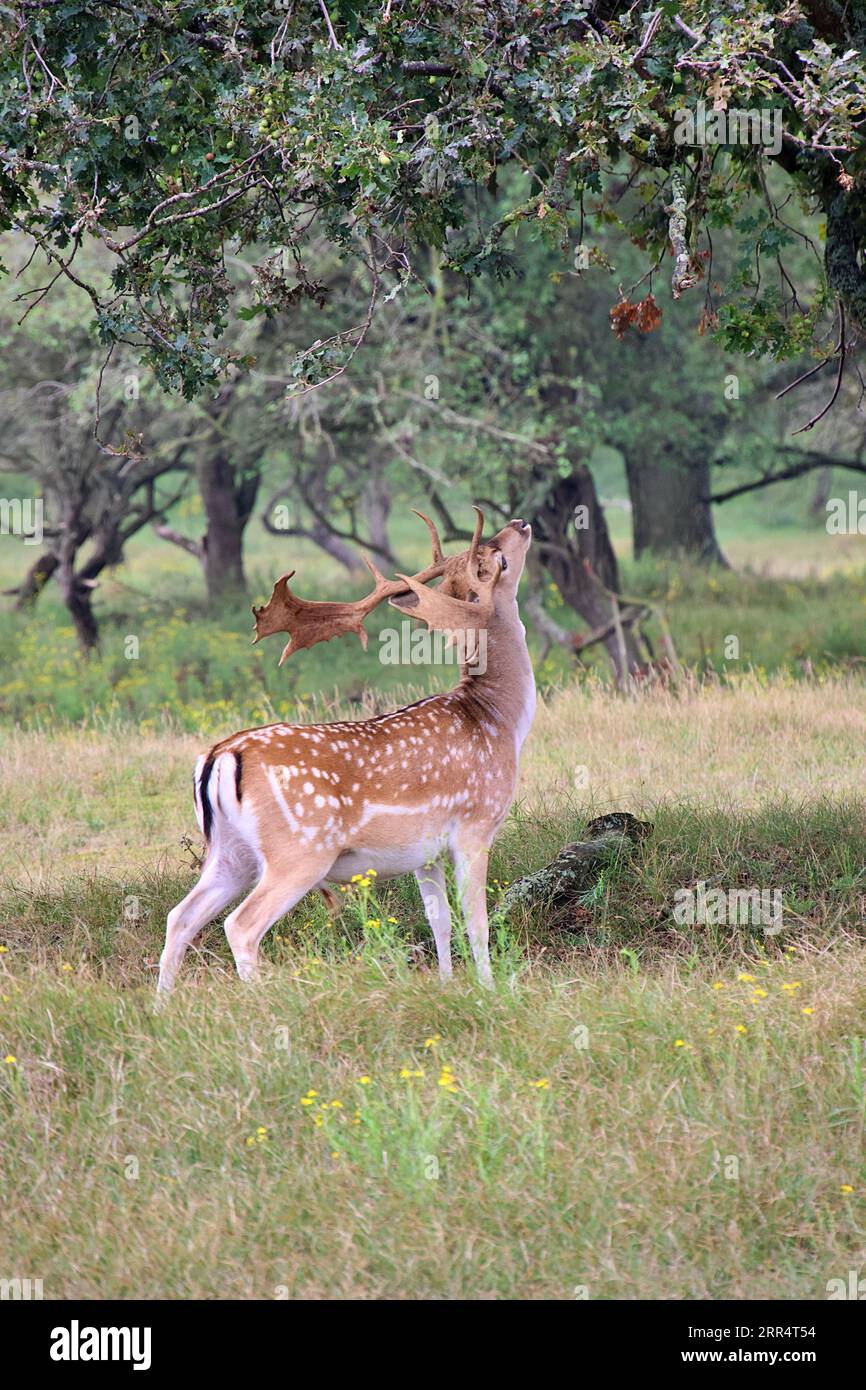 A European fallow deer (Dama dama) with impressive antlers in a lush ...