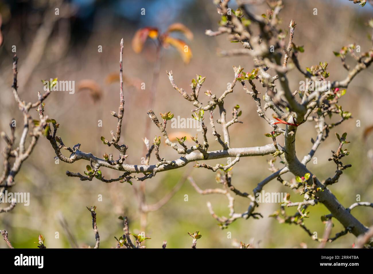 apple orchard getting new leaves in spring in australia Stock Photo - Alamy