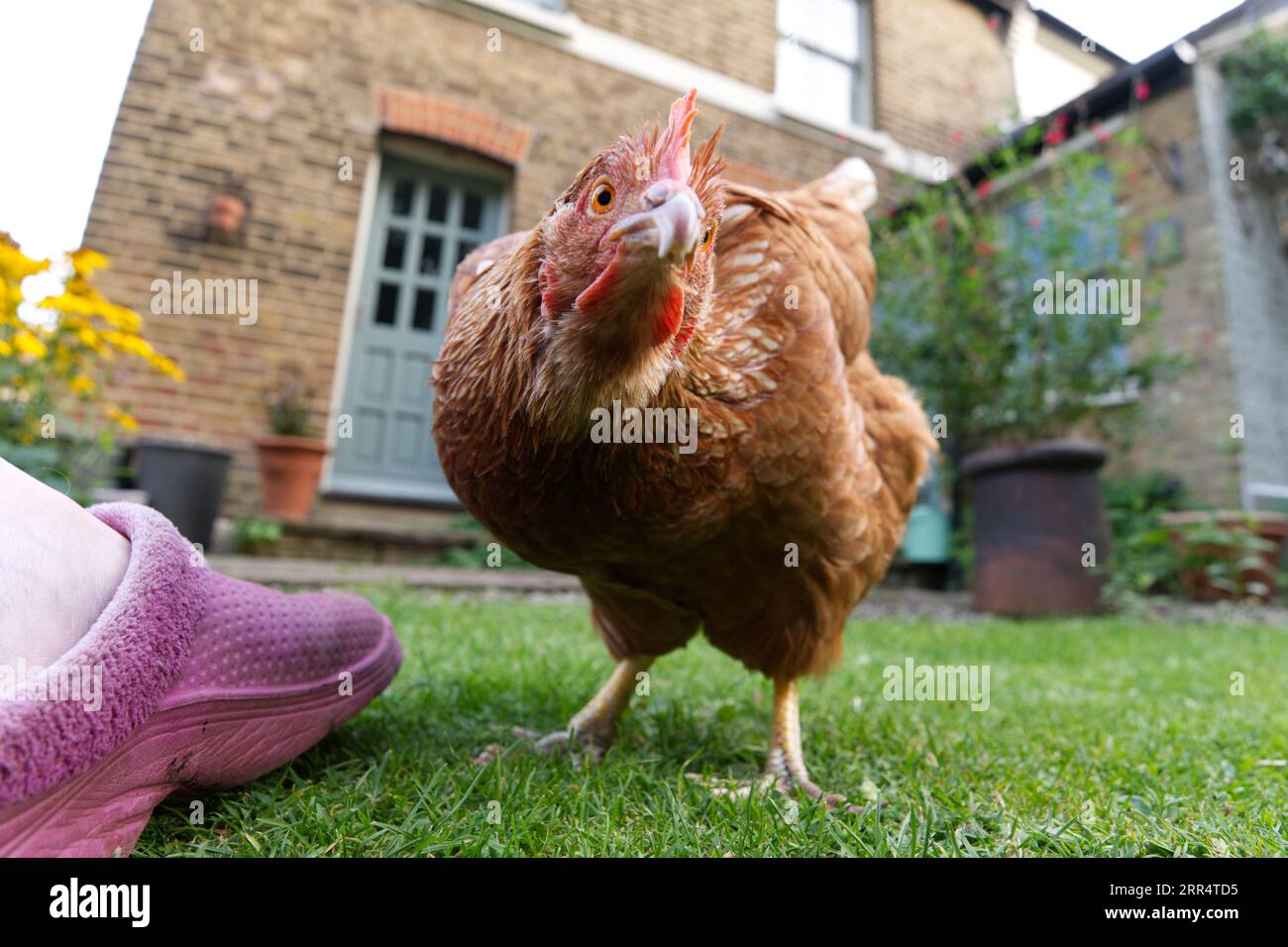curious pet chicken in a garden Stock Photo - Alamy