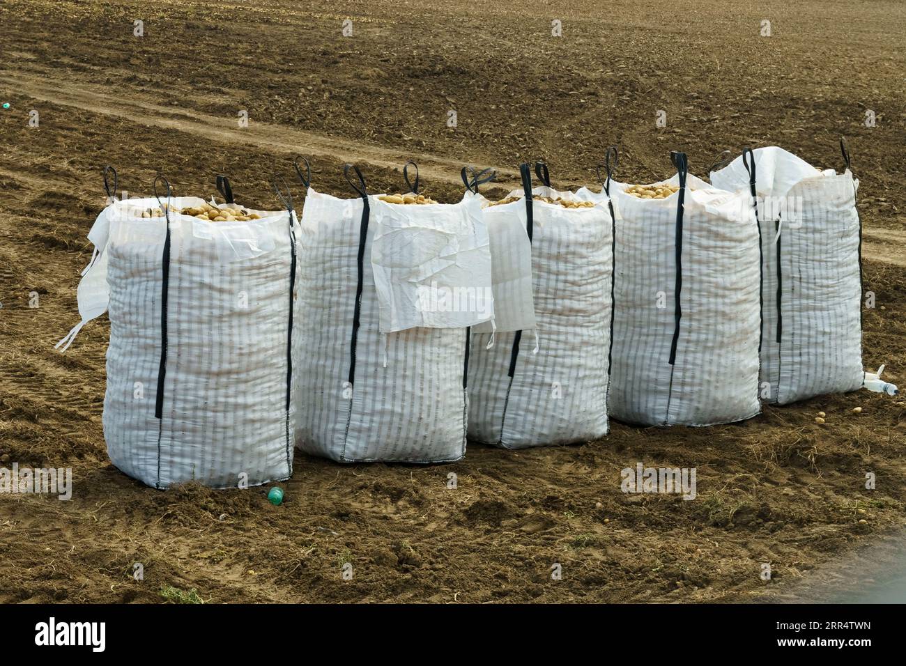 Fresh potatoes harvested on the field in a special container for ...