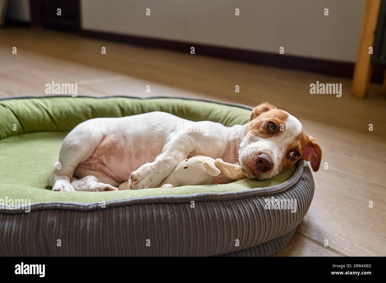 Sad jack russell terrier hi-res stock photography and images - Alamy