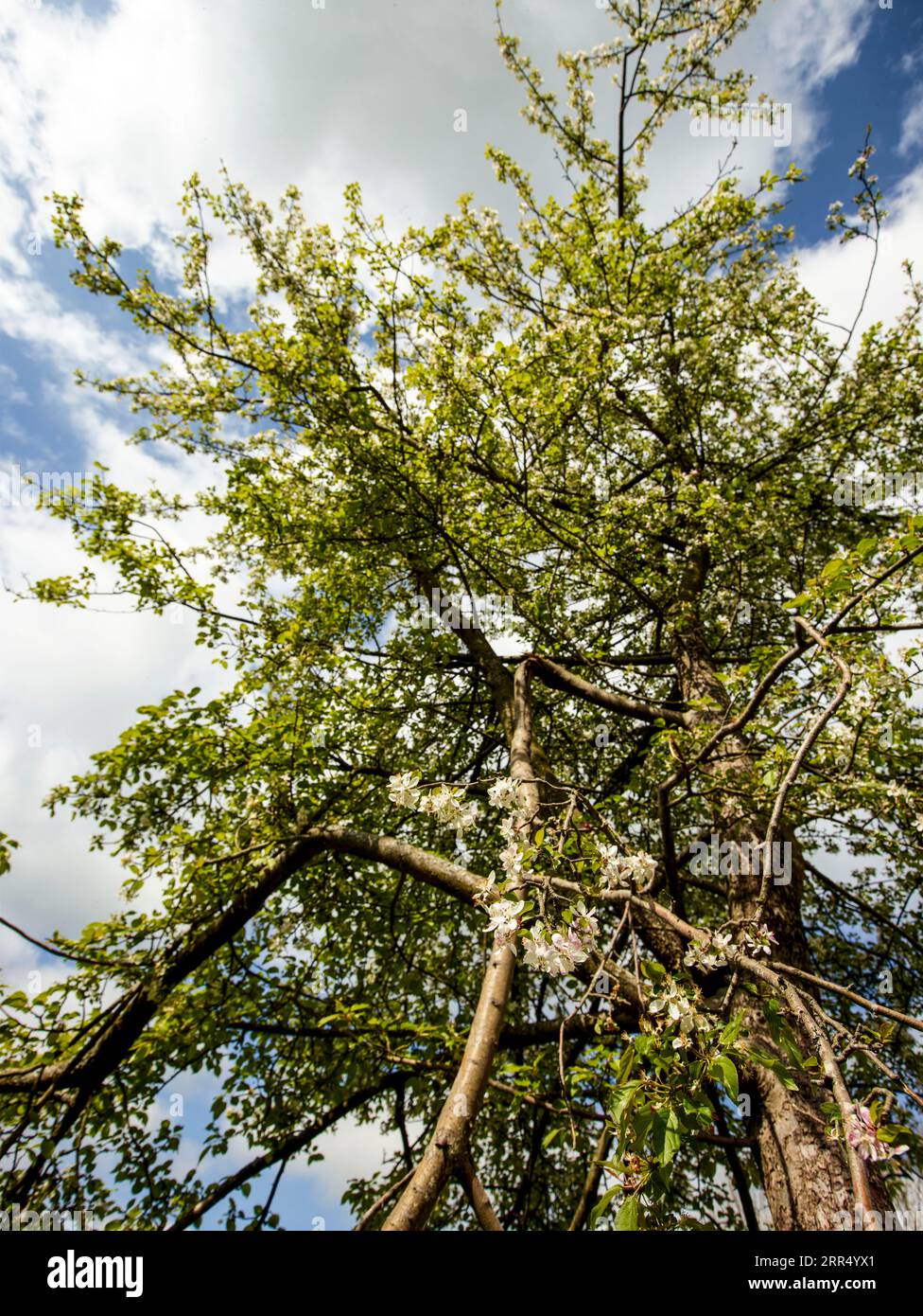 Glowing single crab apple tree in a downland landscape with bright ...