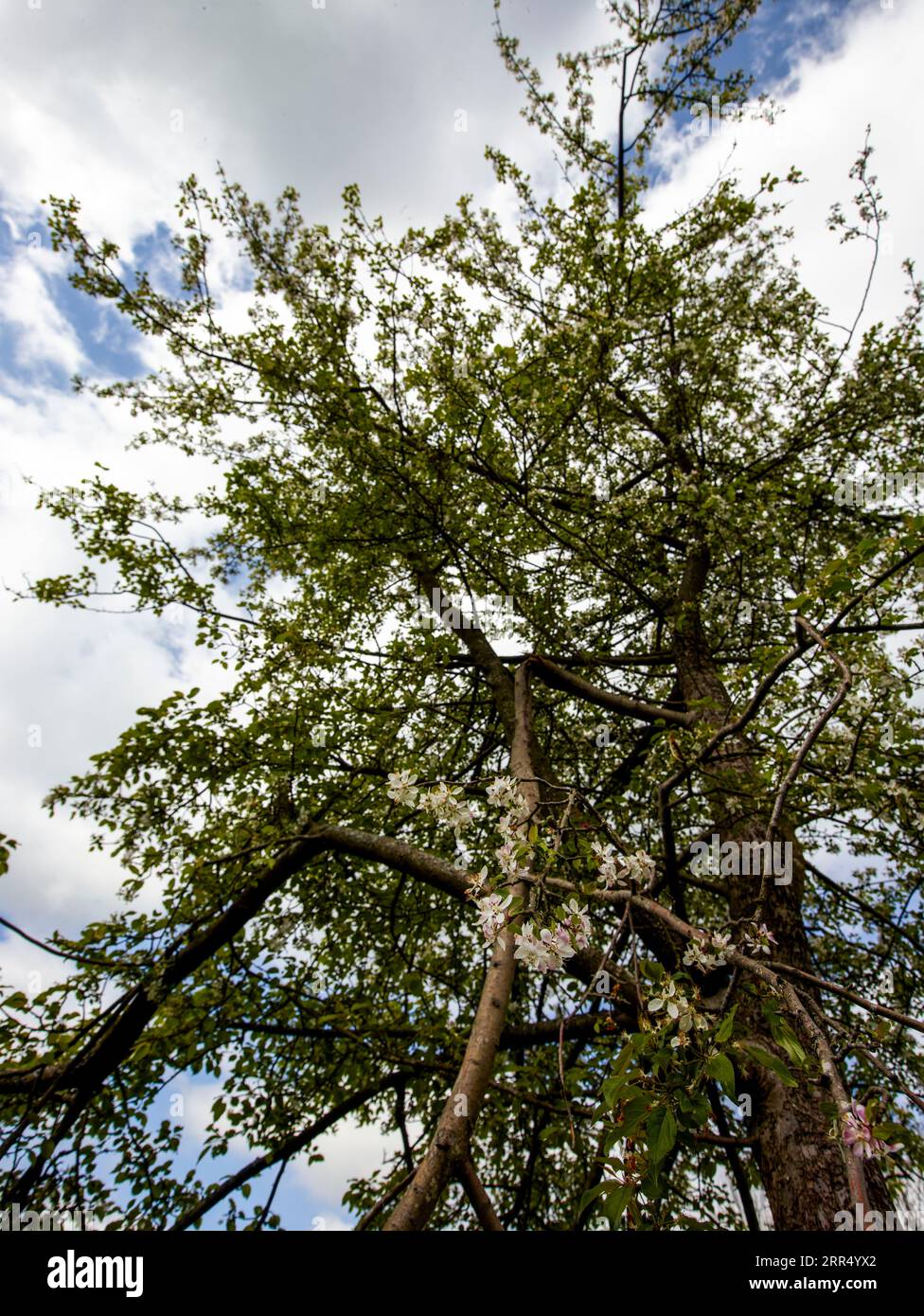Glowing single crab apple tree in a downland landscape with bright ...